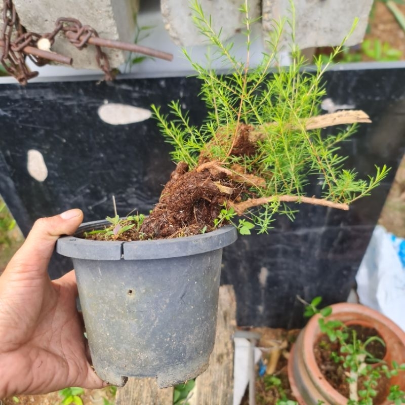 bonsai material cucur atap coreng atap | Shopee Malaysia
