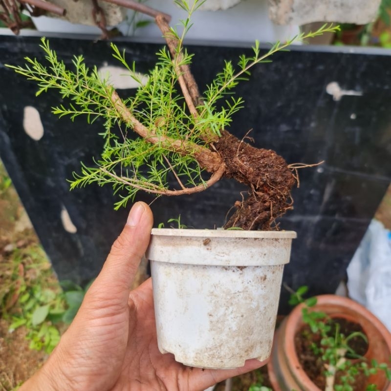 bonsai material cucur atap coreng atap | Shopee Malaysia