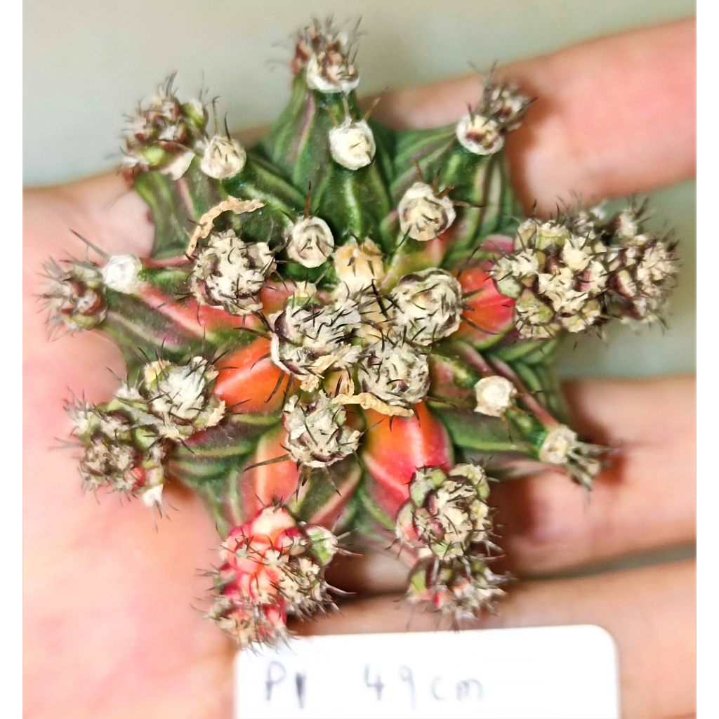GYMNOCALYCIUM PASTEL ID CACTUS (OFFSETS WITH SHORT ROOTS) | Shopee Malaysia