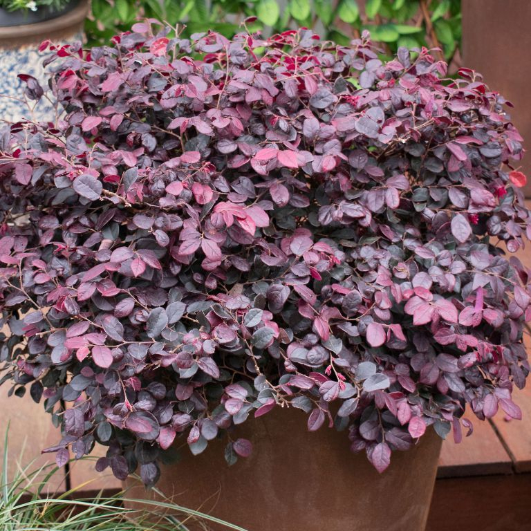 Loropetalum chinesis / Anak Pokok Kesinai Merah -Fruit Nursery Malaysia ...