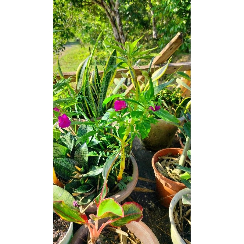 bunga merah megar du taman | Shopee Malaysia