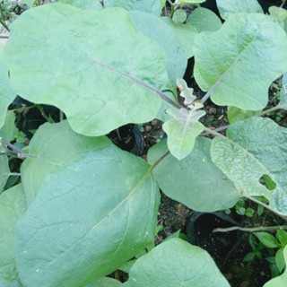 Pokok terung bulat ungu mini.terung ulam. | Shopee Malaysia