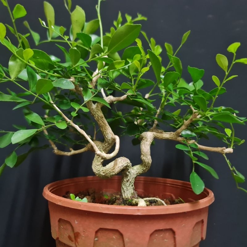 bonsai material muraya paniculata kemuning | Shopee Malaysia