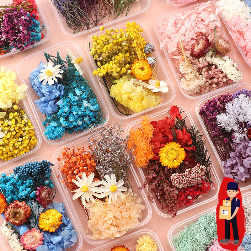 Preserved Pressed Mixed Dried Flower Handmade Art Floral Decoration
