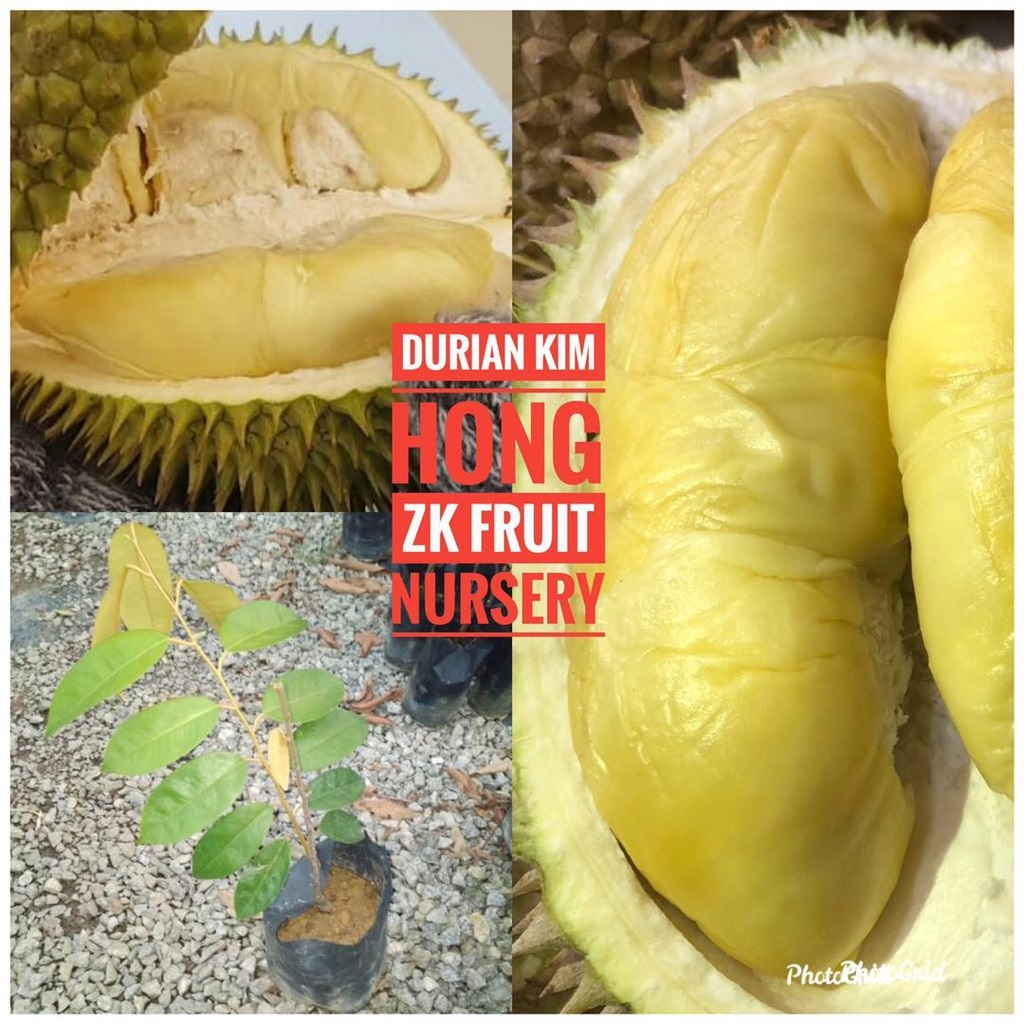 Anak pokok durian Kim Hong M size-Fruit Nursery Malaysia | Shopee Malaysia