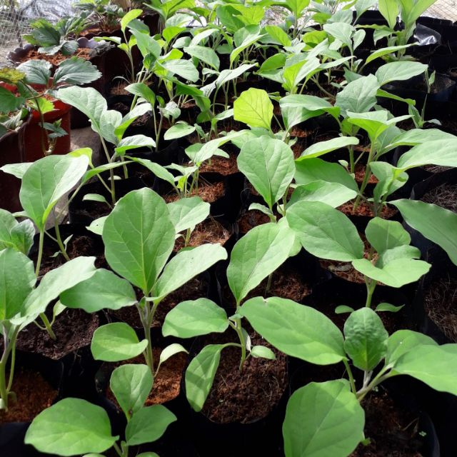 Anak pokok terung panjang putih | Shopee Malaysia