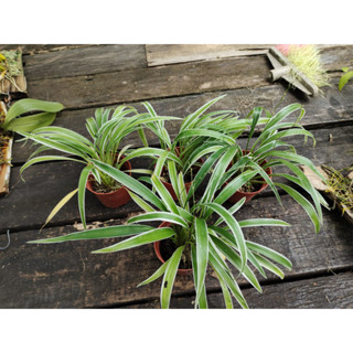 Pokok Spider / Spider Plant | Shopee Malaysia