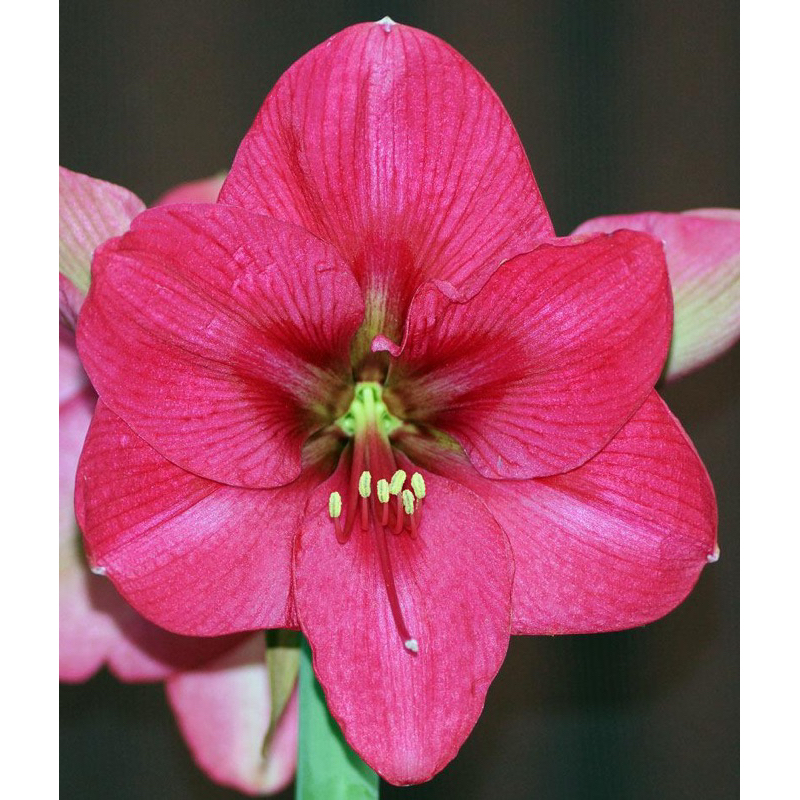 ubi pokok bunga amirylilies / amirylilies flower bulbs /live plant ...