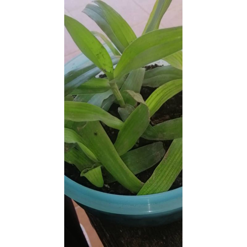 Pokok Rumput Beijing / Rumput Siti Khadijah | Shopee Malaysia