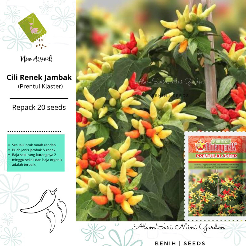 Biji Benih Cili Renek Jambak (Prentul Klaster) | Shopee Malaysia