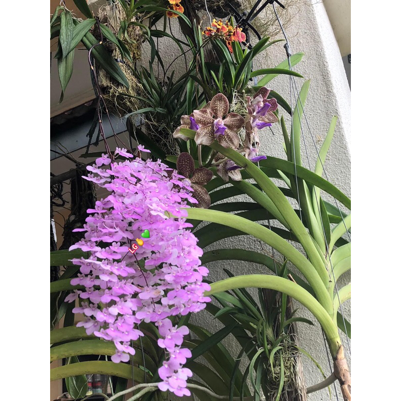 [ Species ] Ionopsis paniculata Violet Orchid(Sakura) | Shopee Malaysia