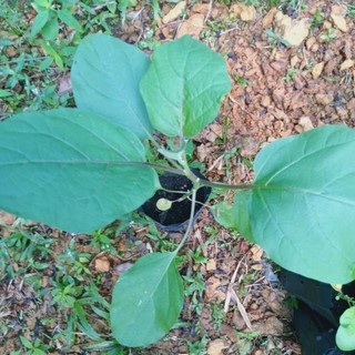 Pokok terung bulat ungu mini.terung ulam. | Shopee Malaysia