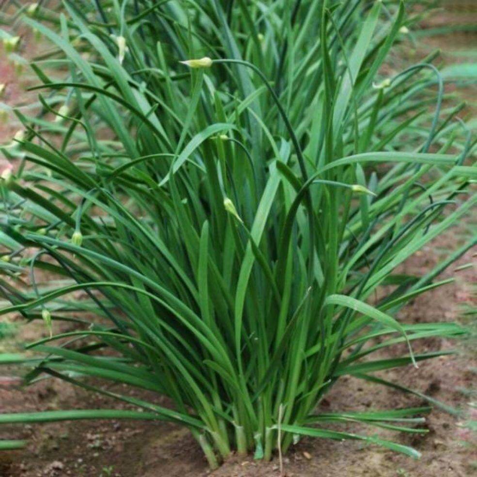 Anak Pokok Daun Kucai Chives Leaf | Shopee Malaysia