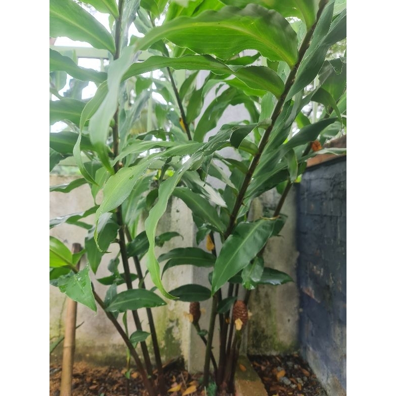 Pokok Lempoyang (Syampu) | Shopee Malaysia