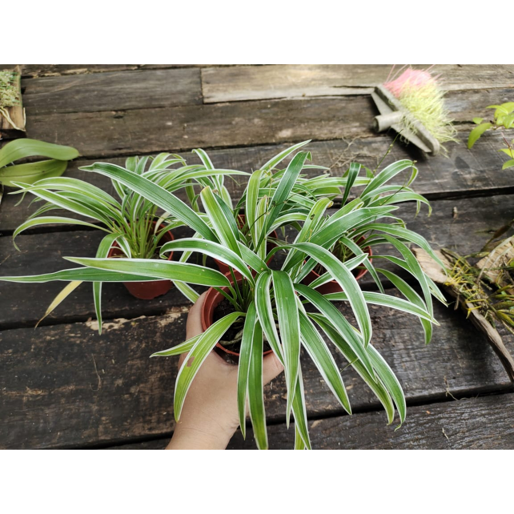 Pokok Spider / Spider Plant | Shopee Malaysia