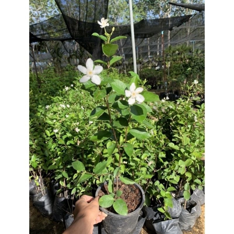 Anak pokok bunga Jasmin jenis tinggi | Shopee Malaysia