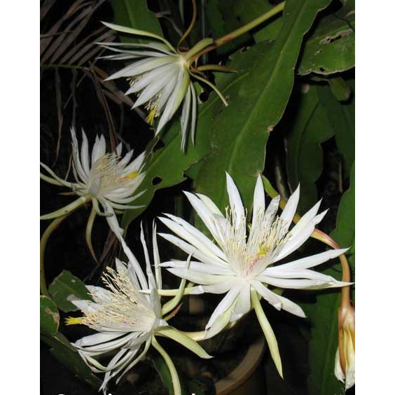 Pokok Bunga Bakawali Bunga Putih/ Queen of the Night/ Epiphyllum ...