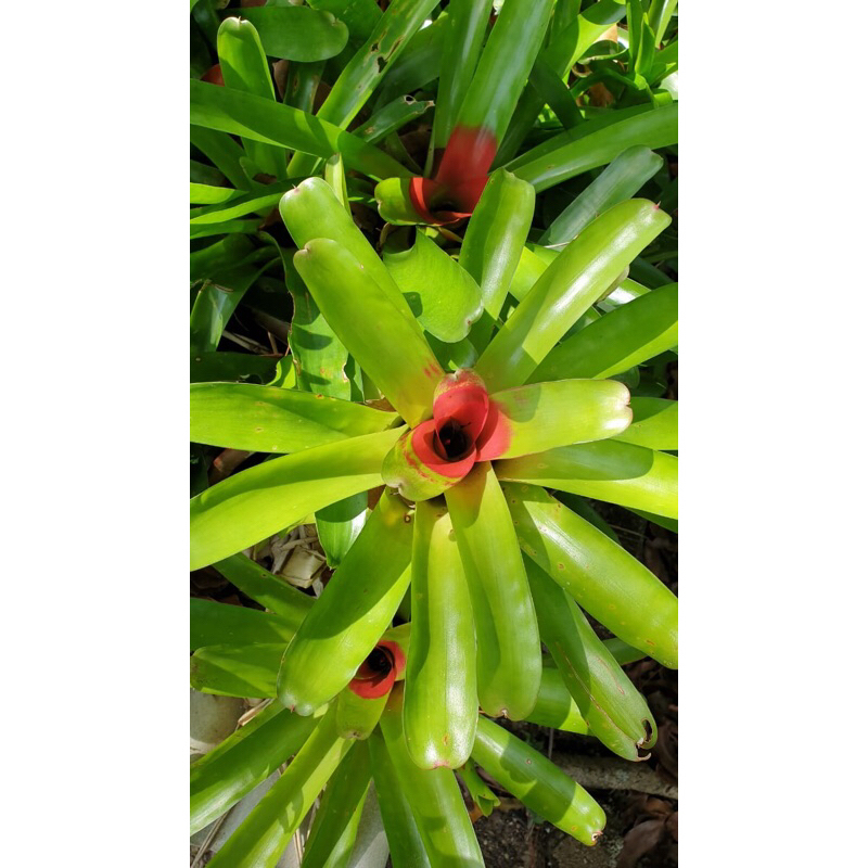 Bromeliad Hijau Dan Tompok Merah Keratan 3 For Rm10 Shopee Malaysia