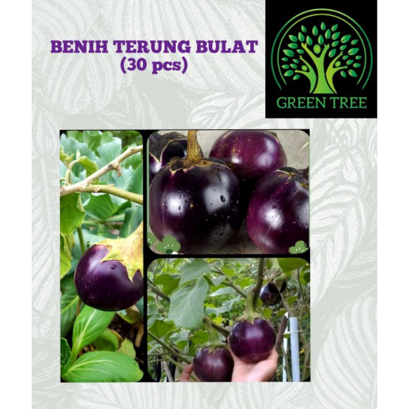 Benih Terung Bulat(Ungu)(30 biji benih) | Shopee Malaysia