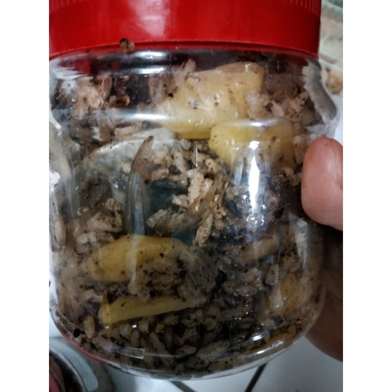 Bosou/pekasam ikan sungai AasiuwbyDmama HALAL | Shopee Malaysia