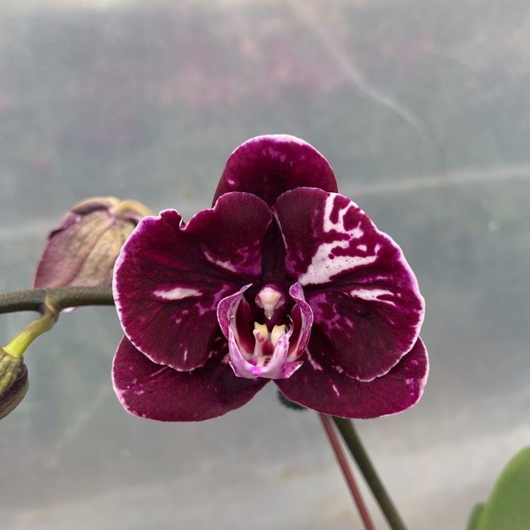 Phalaenopsis Wine-Red Splash | Medium Moth Orchid | Shopee Malaysia