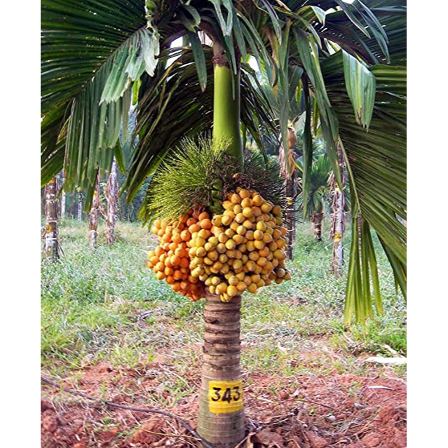 Anak Pokok Pinang Hibrid (Dwaft/Jenis Rendah) | Shopee Malaysia