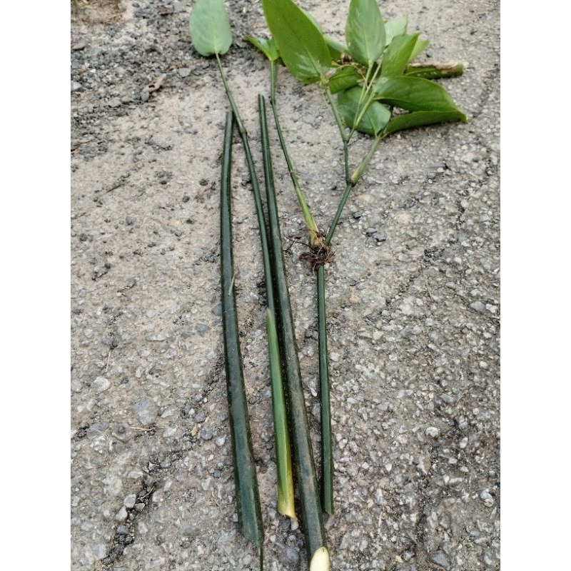Keratan batang buluh bemban 5batang 40cm | Shopee Malaysia