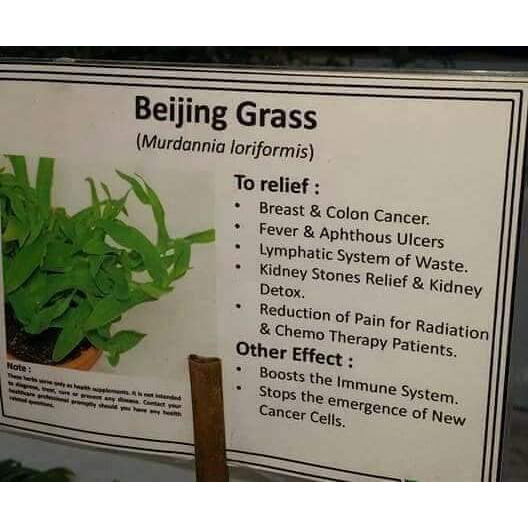 Herba Pure Ekstrak Powder Rumput Siti Khadijah/Beijing Grass: Kapsul ...