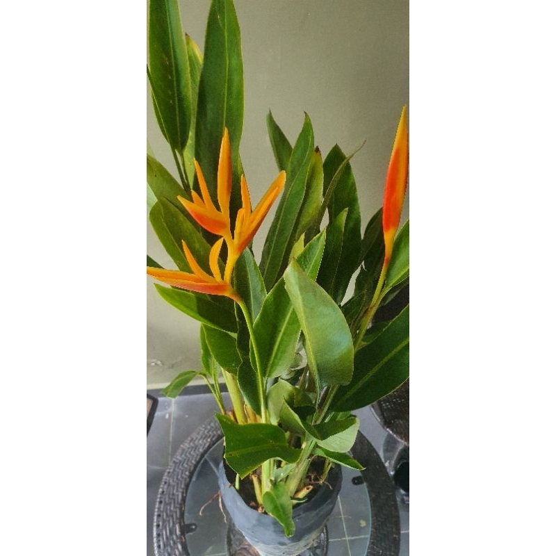 🔥Anak pokok Skybird bunga sepit ketam | Shopee Malaysia