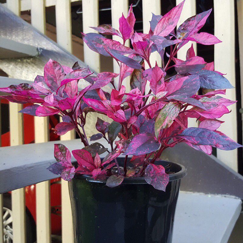 Keratan Alternanthera Brasilian | Shopee Malaysia