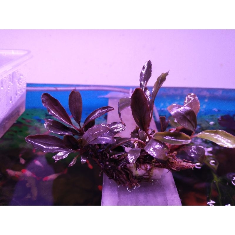 Rare bucephalandra red melawi fully submerge | Shopee Malaysia