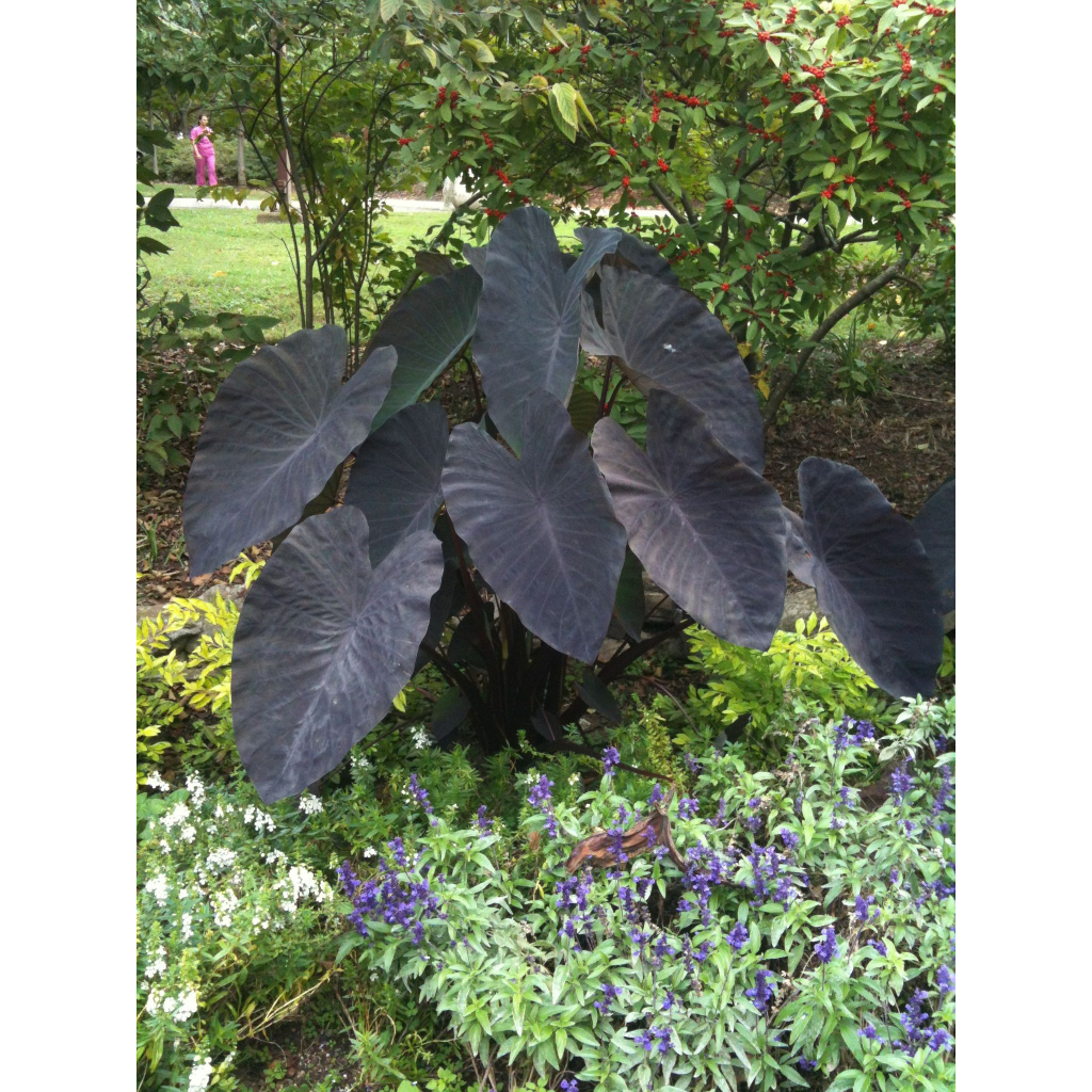 Anak pokok keladi /Colocasia black magic/Daun hitam | Shopee Malaysia