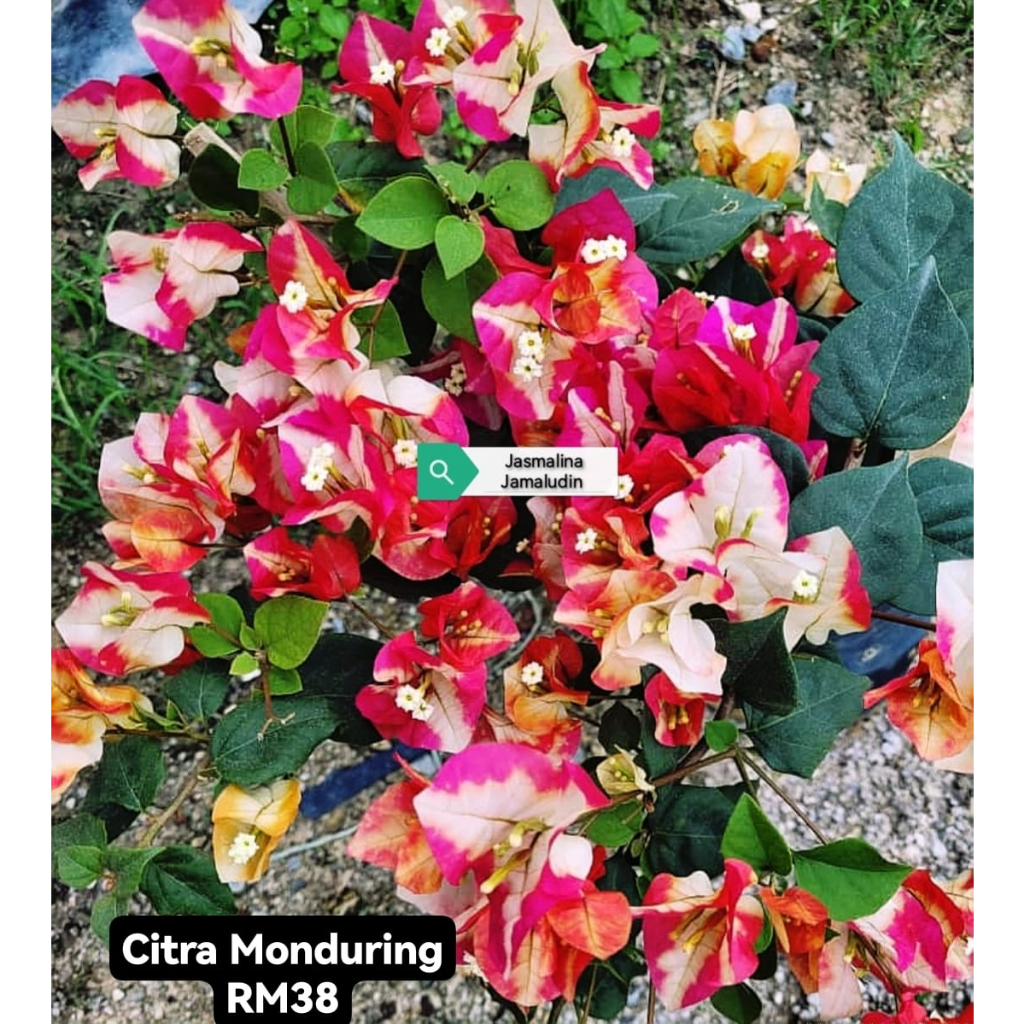 Bunga Kertas Bougainvillea Citra Monduring | Shopee Malaysia