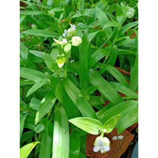 Pokok Rumput Beijing/Rumput Siti Khadijah | Shopee Malaysia