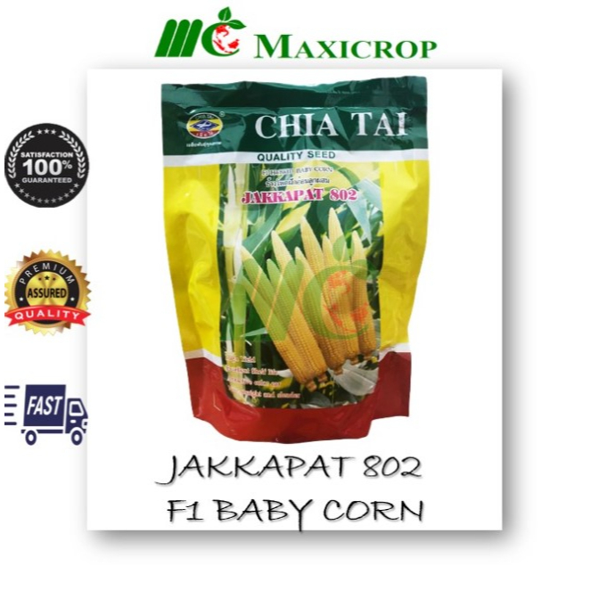 500g [Chia Tai] F1 Hybrid Baby Corn Jakkapat 802 seeds/F1 Biji Benih ...