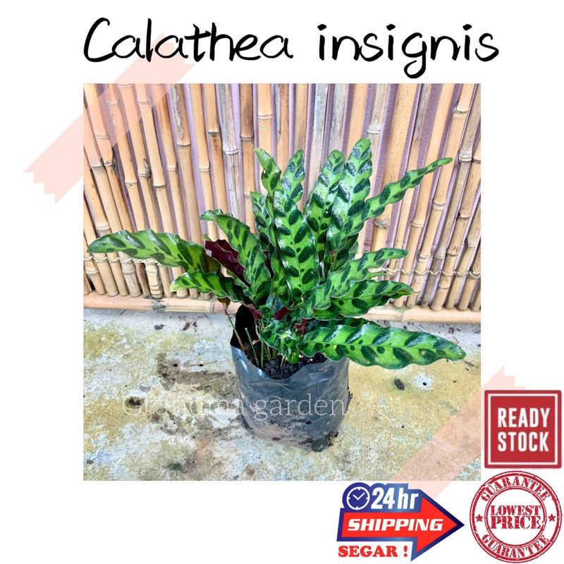 (GG real plant) Calathea insignis^pokok lancifolia burung merak hidup ...