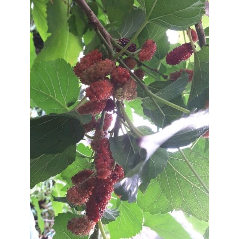 10 KERATAN BATANG POKOK MULBERY | Shopee Malaysia