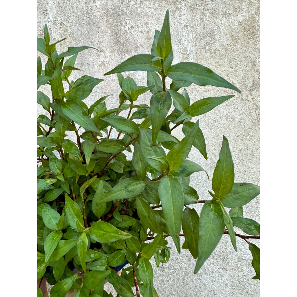 Pokok Kesum. Daun Kesum. Laksa Leaf. 叻沙叶. | Shopee Malaysia
