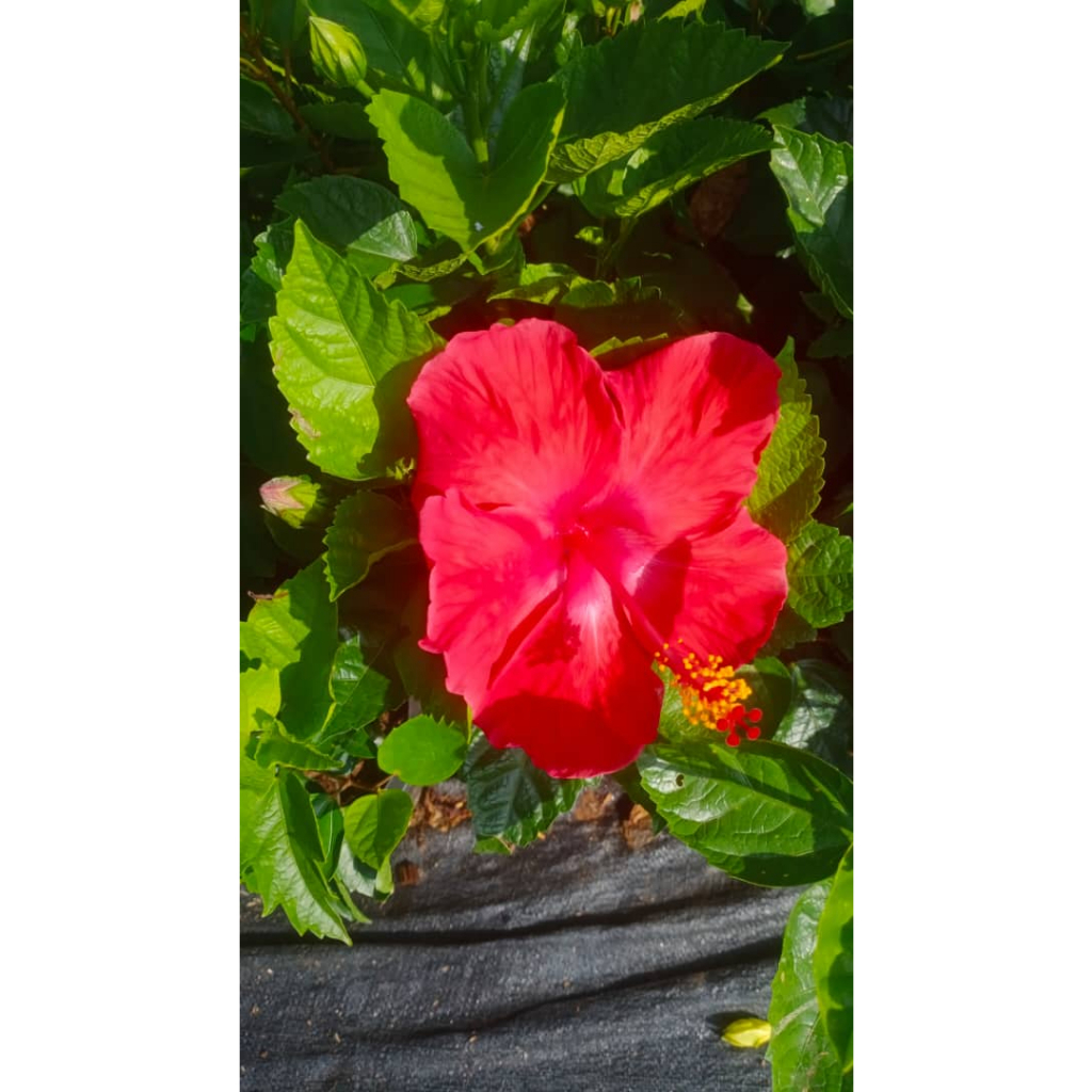 POKOK BUNGA RAYA MERAH | Shopee Malaysia