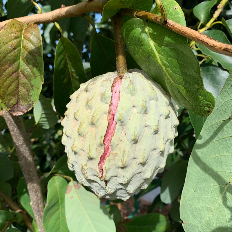 Anak Pokok Pink Llama Fruit aka Annona Macroprophyllata | Shopee Malaysia