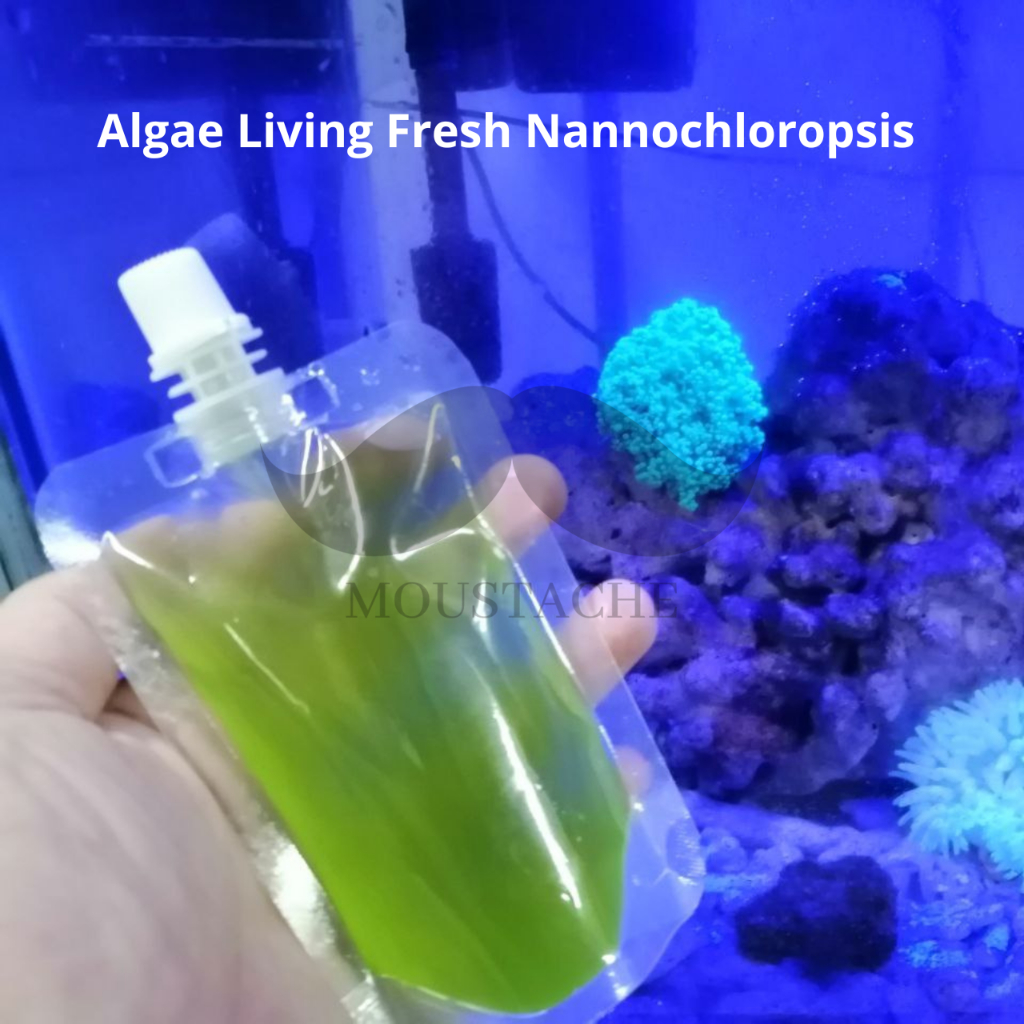 Algae Living Fresh Nannochloropsis 100ml Green for Rotifer / Artemia / Clowfish fry / Copepod ...
