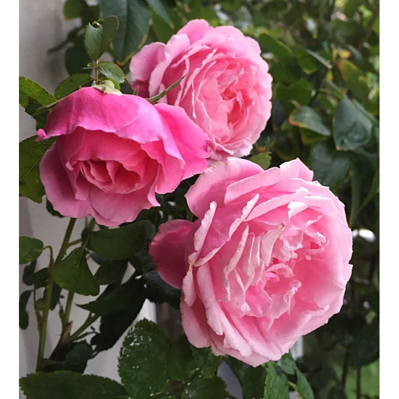 Anak Pokok Bunga Rose Sour Emmanuelle/Pink Rose | Shopee Malaysia