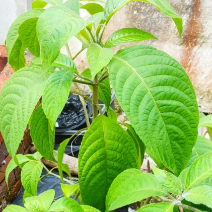 Keratan batang pokok Ketum Ayam (keratan sejengkal) | Shopee Malaysia