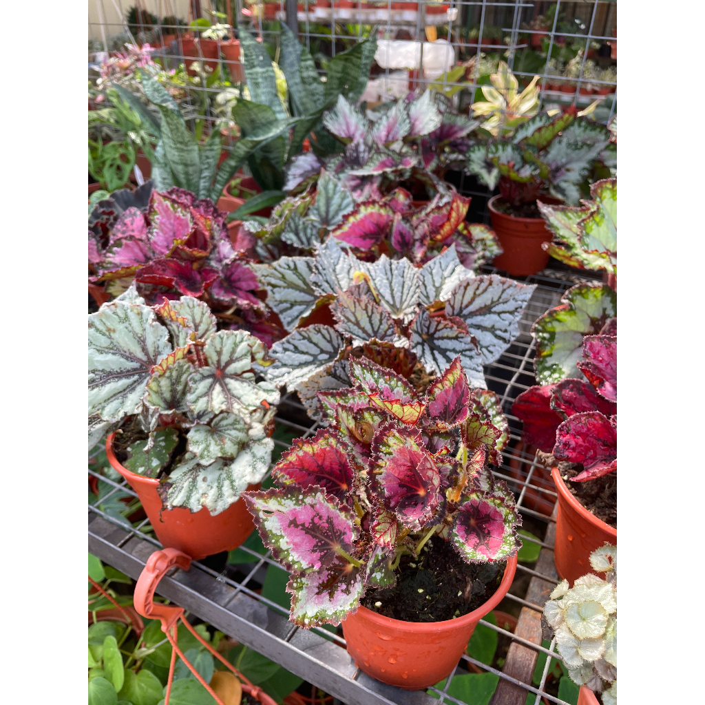 Root Studio/ Tropicana Nursery , Online Shop | Shopee Malaysia