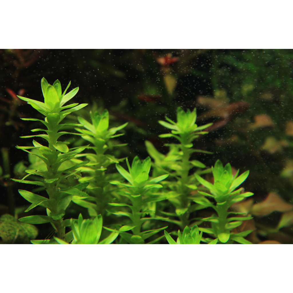 Tonina fluviatilis 莲花座太阳 'Lotus Blossom' 3 Stem Rare Aquatic Plant ...