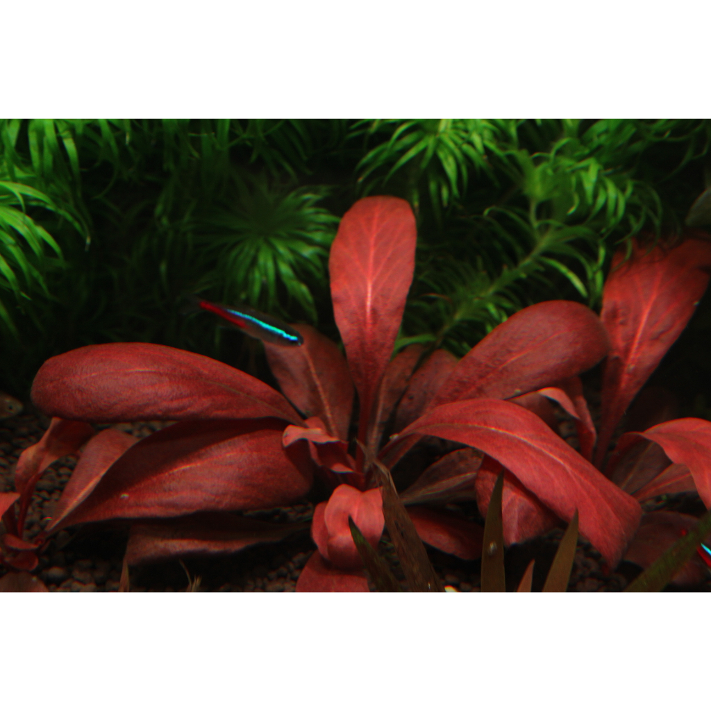 Samolus Parviflorus "Red' 极乐鸟 1 Stalk Rare Aquatic Plant/ Submerged ...