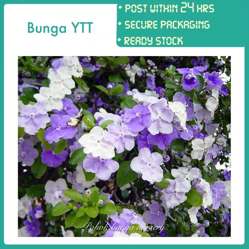 PBN - bunga YTT - pokok bunga nursery brunfelsia pauciflora yesterday ...