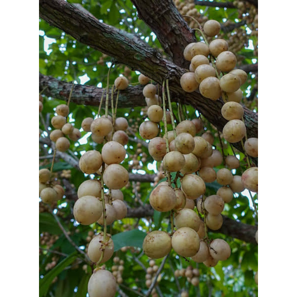 Anak Pokok Rambai Telur Kahwin | Shopee Malaysia