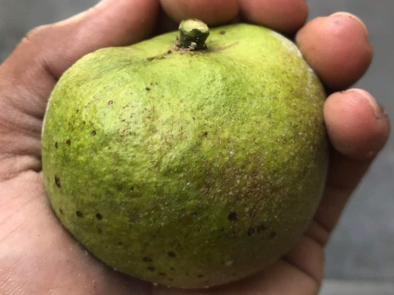 Anak Pokok Longan Brazil Buah Besar | Shopee Malaysia