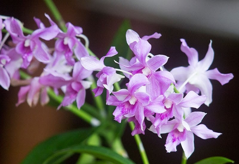 Pokok Orkid Pelbagai Jenis dan Warna Bunga 4 | PGMall